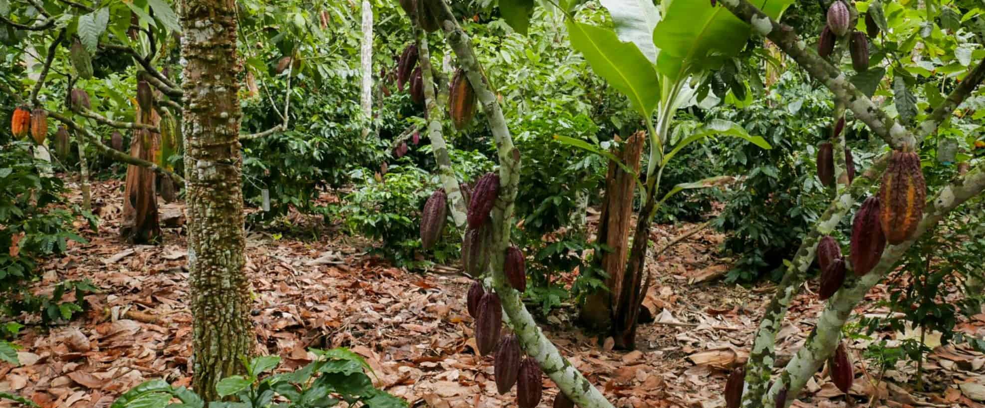 L’agroforesterie: passé et avenir de la culture du cacao